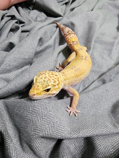 Hypo Mack Snow Tremper Albino W/Y Leopard Gecko by DTLA Reptiles LLC