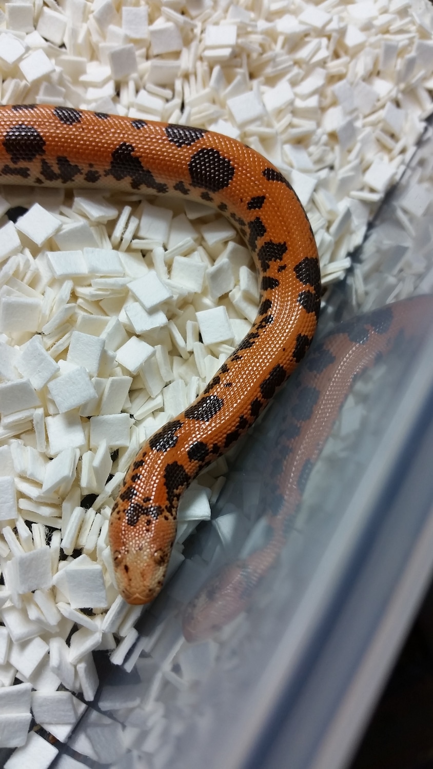 2016 Thermo Nuclear Male Kenyan Sand Boa by Reptile Collective ...