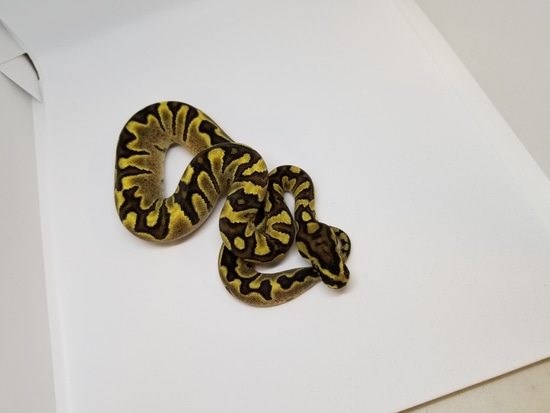Angry Spider Ball Angolan X Ball Python by Reptile Collective