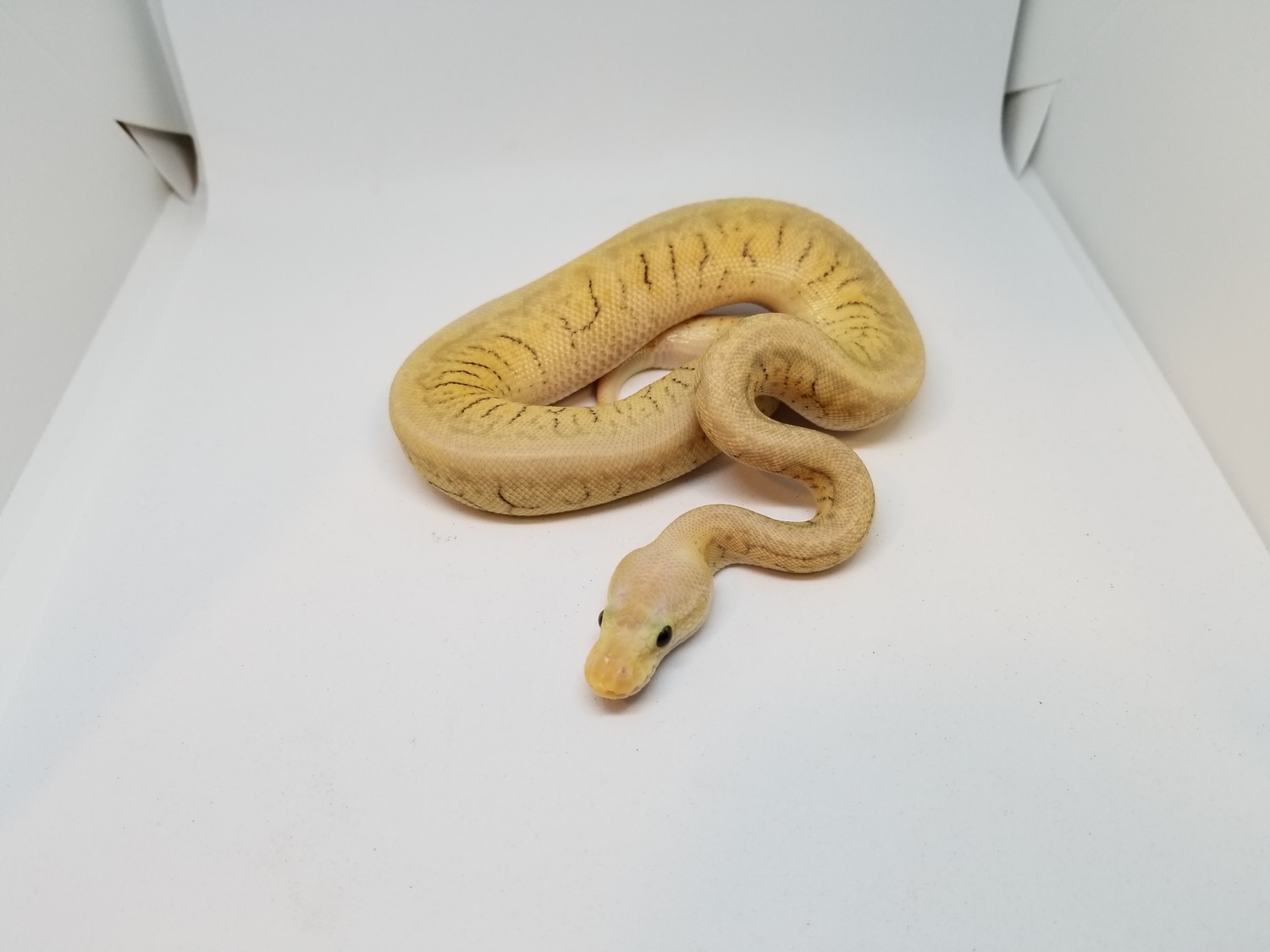 Powerball Super Pastel Pinstripe Ball Python by Reptile Collective ...