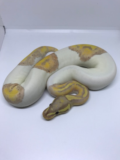 Coral Glow Piebald 206gr Female Ball Python by Reptile Collective