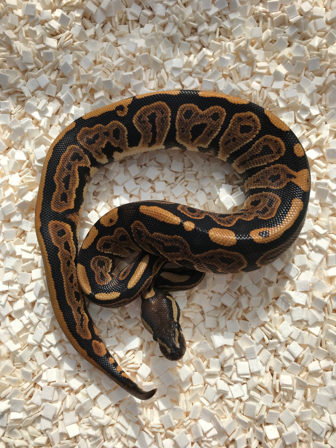 Black Pastel 100% Het Piebald And 50% Het Albino 202gr “Skittles Line ...