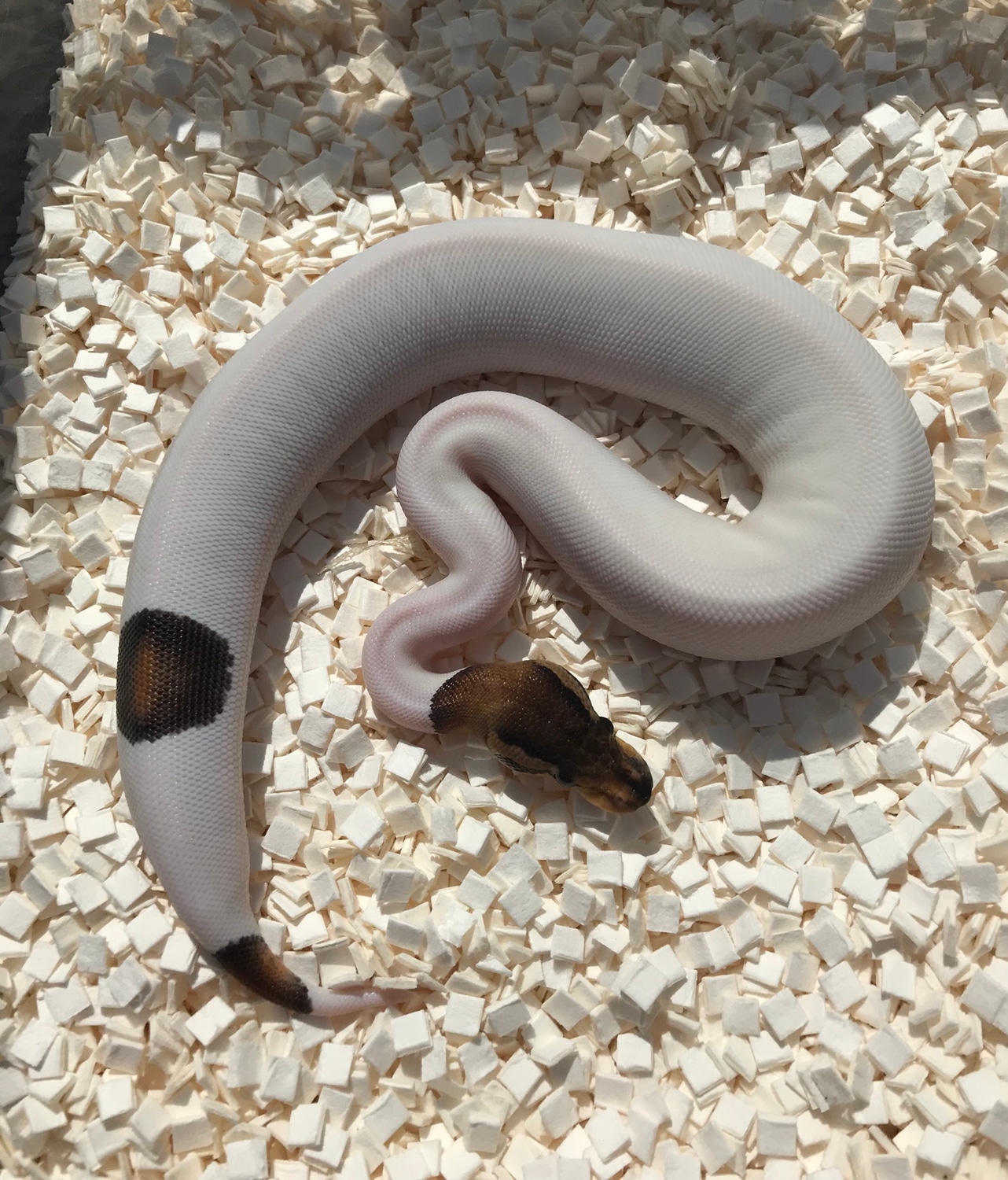 Black Pastel Piebald 50% Het Albino 191gr “Skittles Line” Ball Python ...
