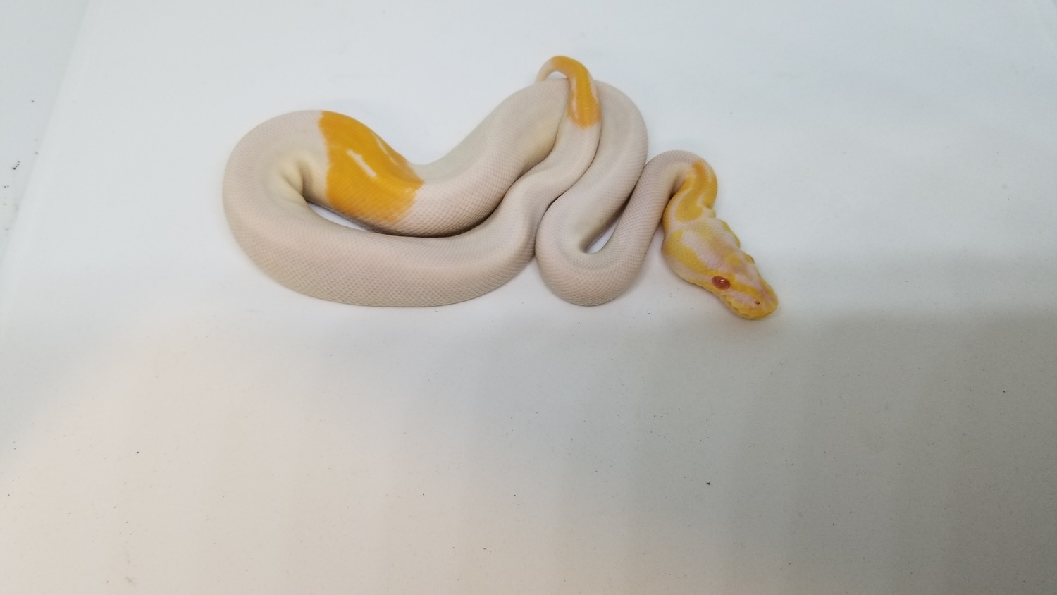 Skittles Line Albino Black Pastel Piebald Ball Python by Reptile ...