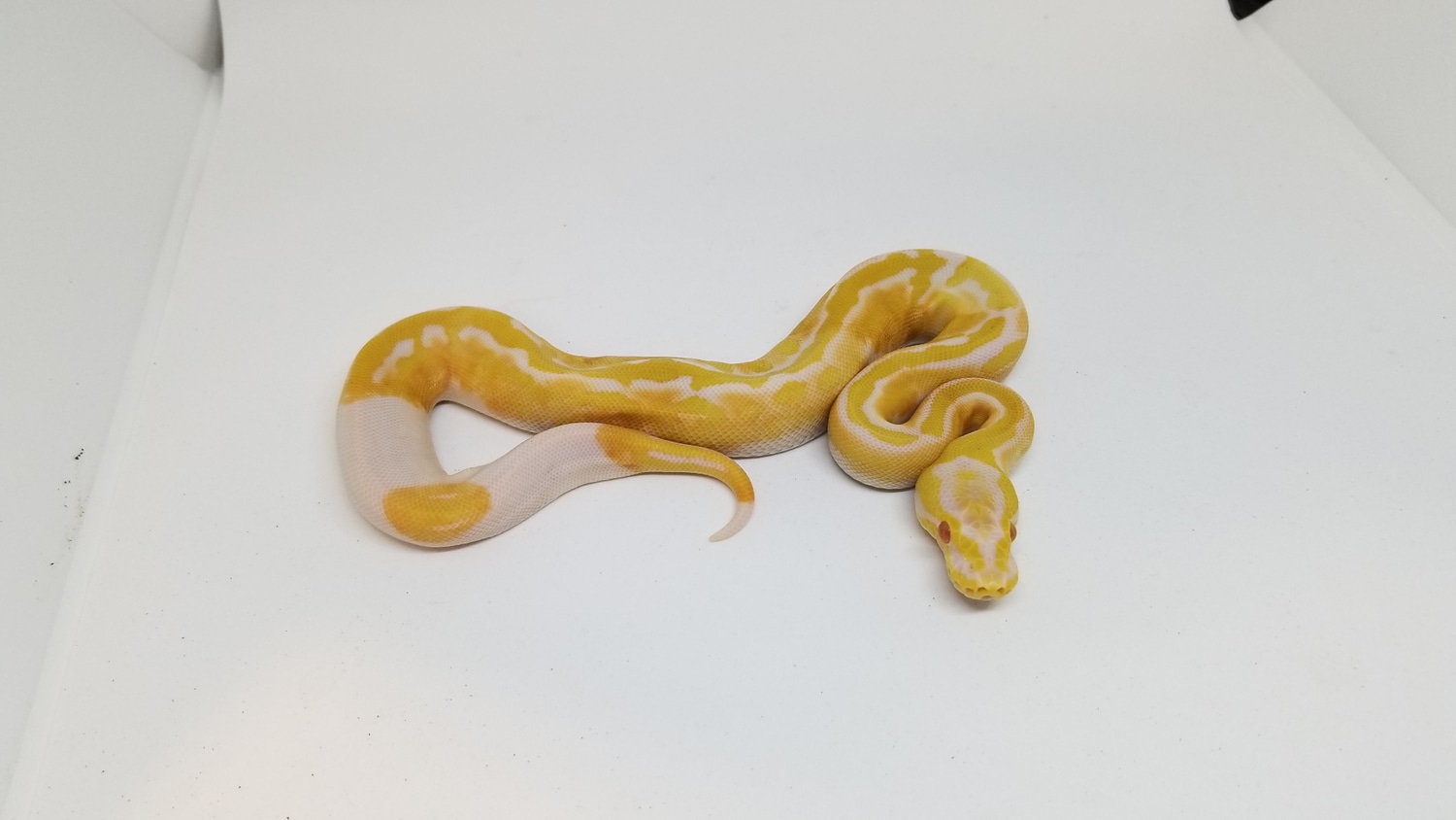Skittles Line Pastel Albino Piebald Ball Python by Reptile Collective ...