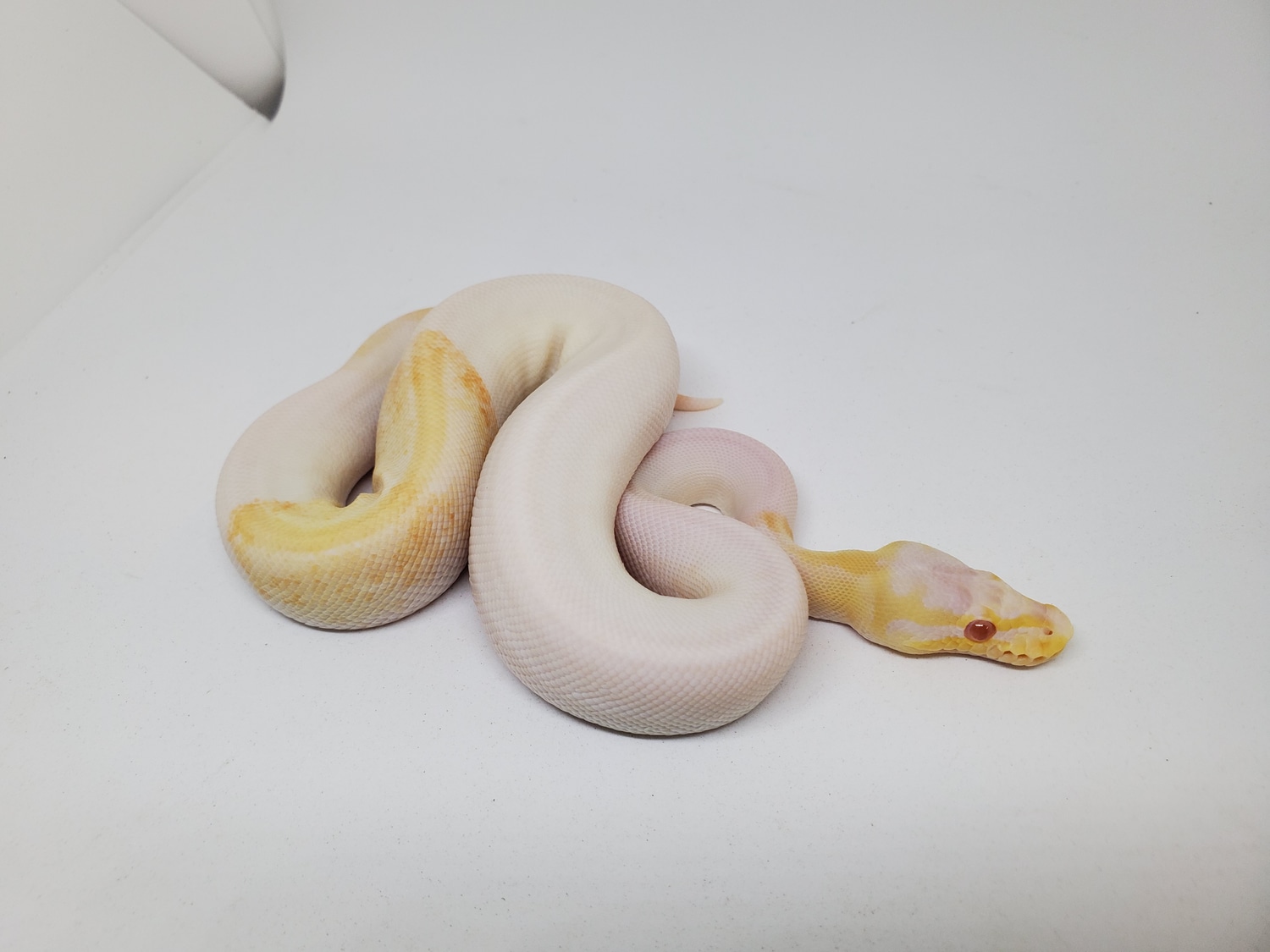 Silver Streak Albino Pied Skittles Line Ball Python by Reptile ...