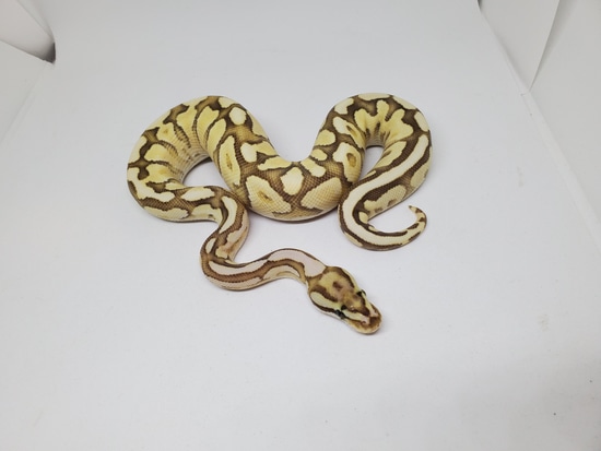 Spotnose Lesser Fire Het Vpi Axanthic Ball Python by Reptile Collective