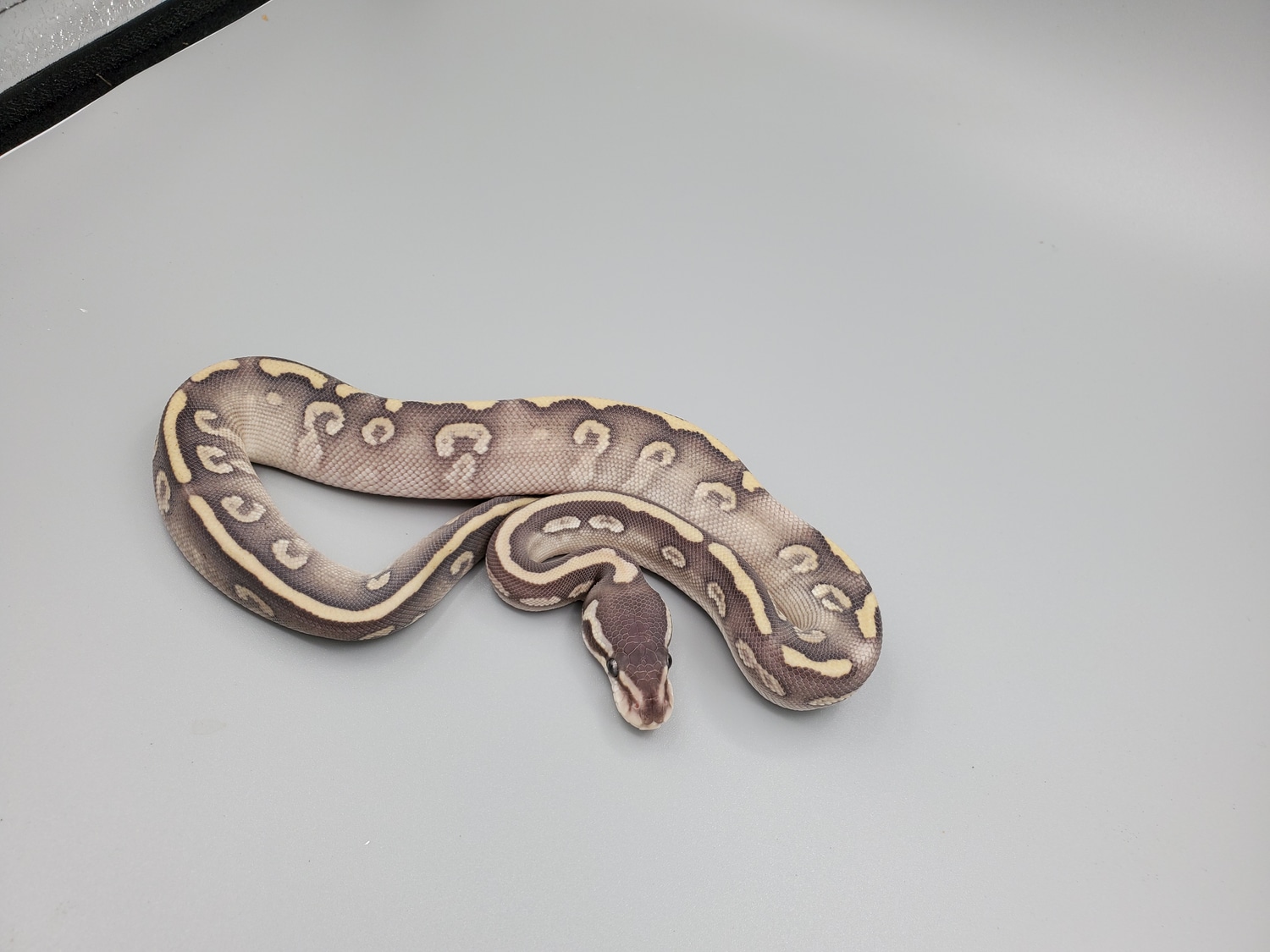 Super Mystic Ball Python by Reptile Collective - MorphMarket