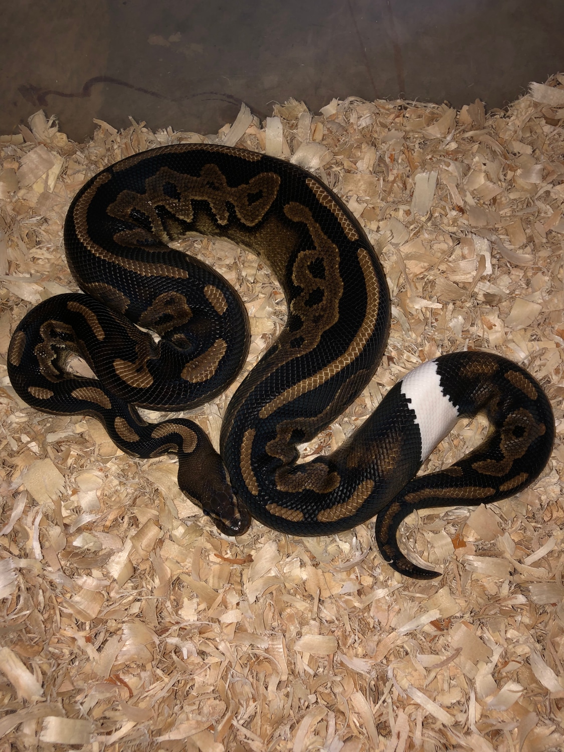 Black Pastel 100% Het Piebald 50% Het Albino With Amazing Ringer Proven ...