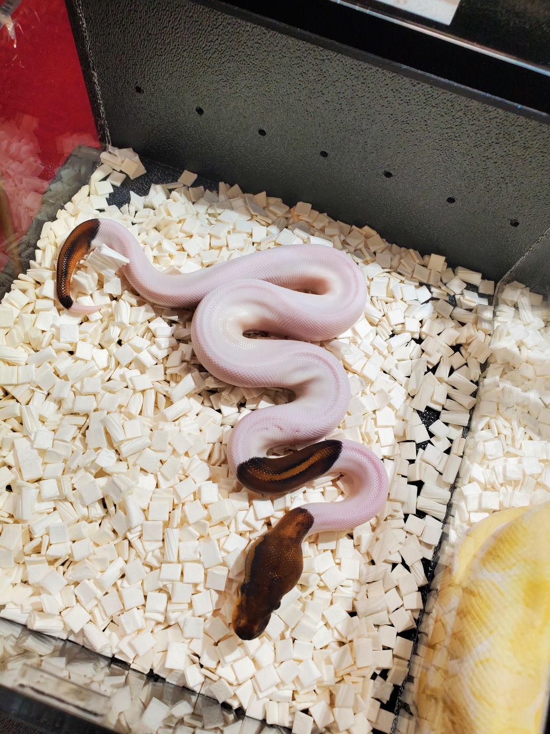 Skittles Line Black Pastel Piebald Het Albino Ball Python by Reptile ...