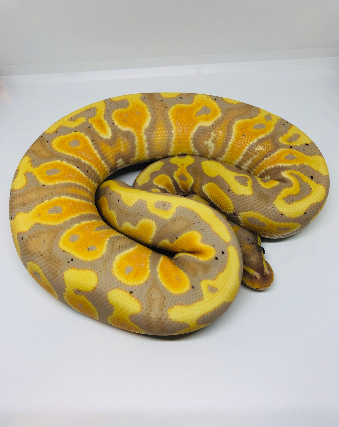 100% Het Piebald Female Banana 257gr Ball Python by Reptile Collective ...