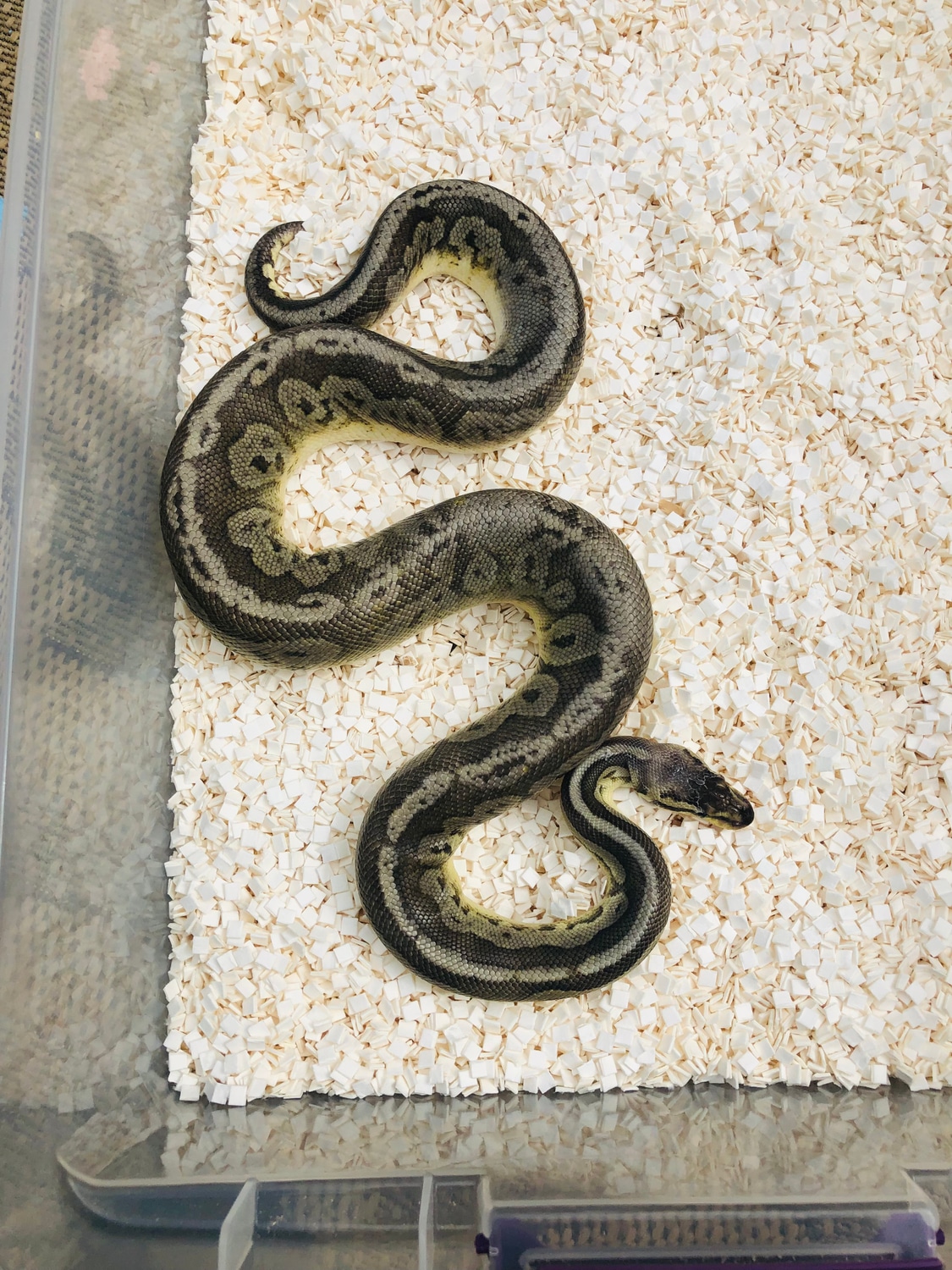 Silverstreak Dbl Het Piebald/Albino Proven Breeder “Skittles Line” Ball ...