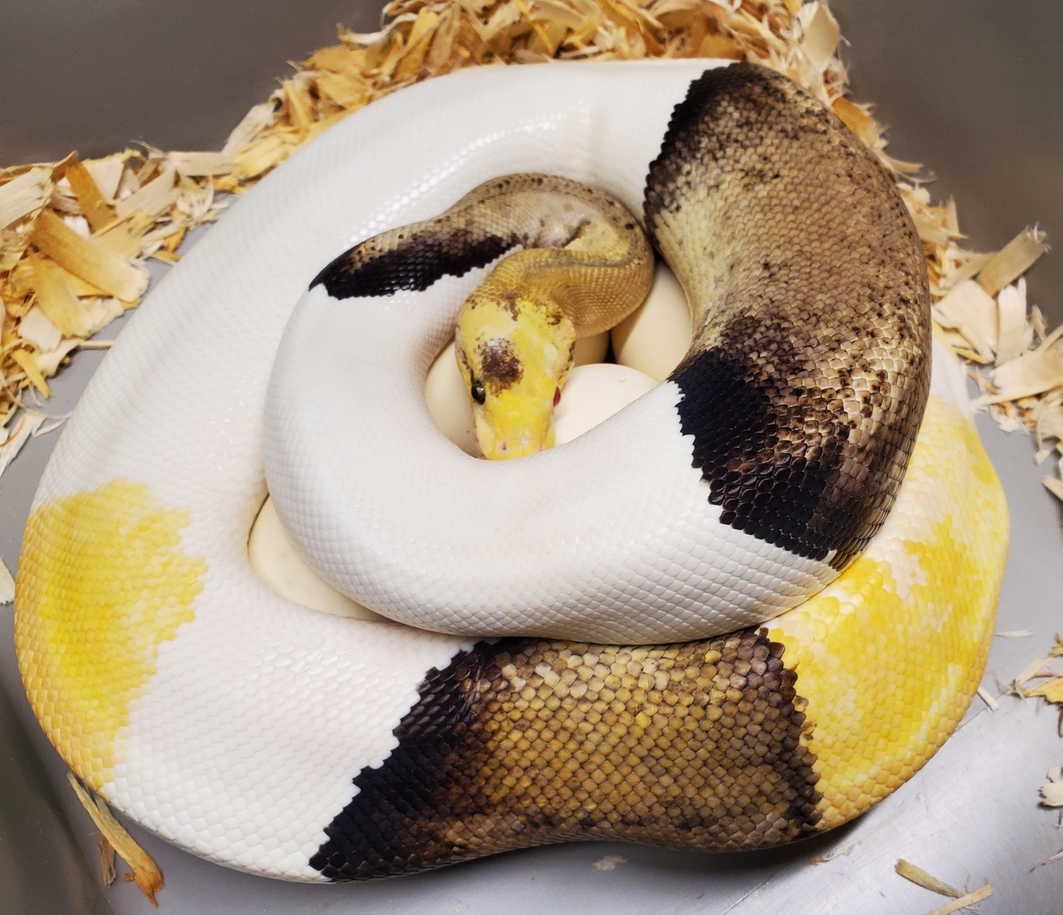 2014 Skittles Paradox Albino Piebald Pewter Chimera Ball Python by ...