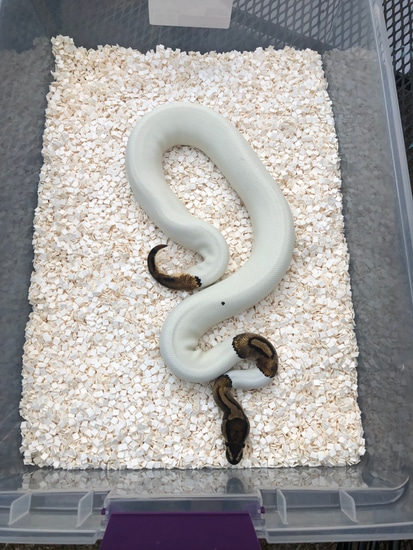 Piebald 50% Het Albino 931gr “Skittles Line” Female Ball Python by ...