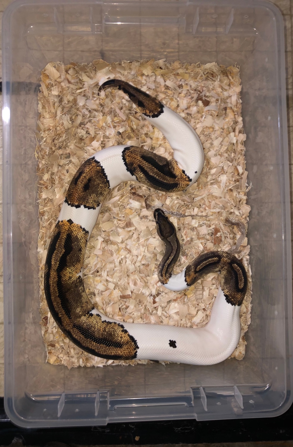 Piebald 2064gr “Skittles Line” Proven Breeder Female Ball Python by ...