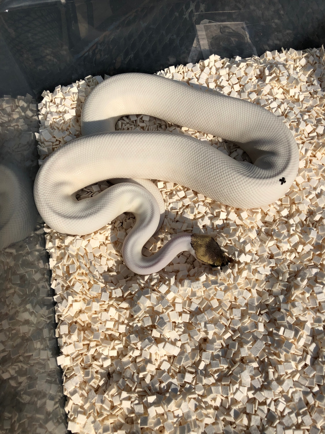 Silverstreak Piebald 100% Het Albino “Skittles Line” 588gr Ball Python ...