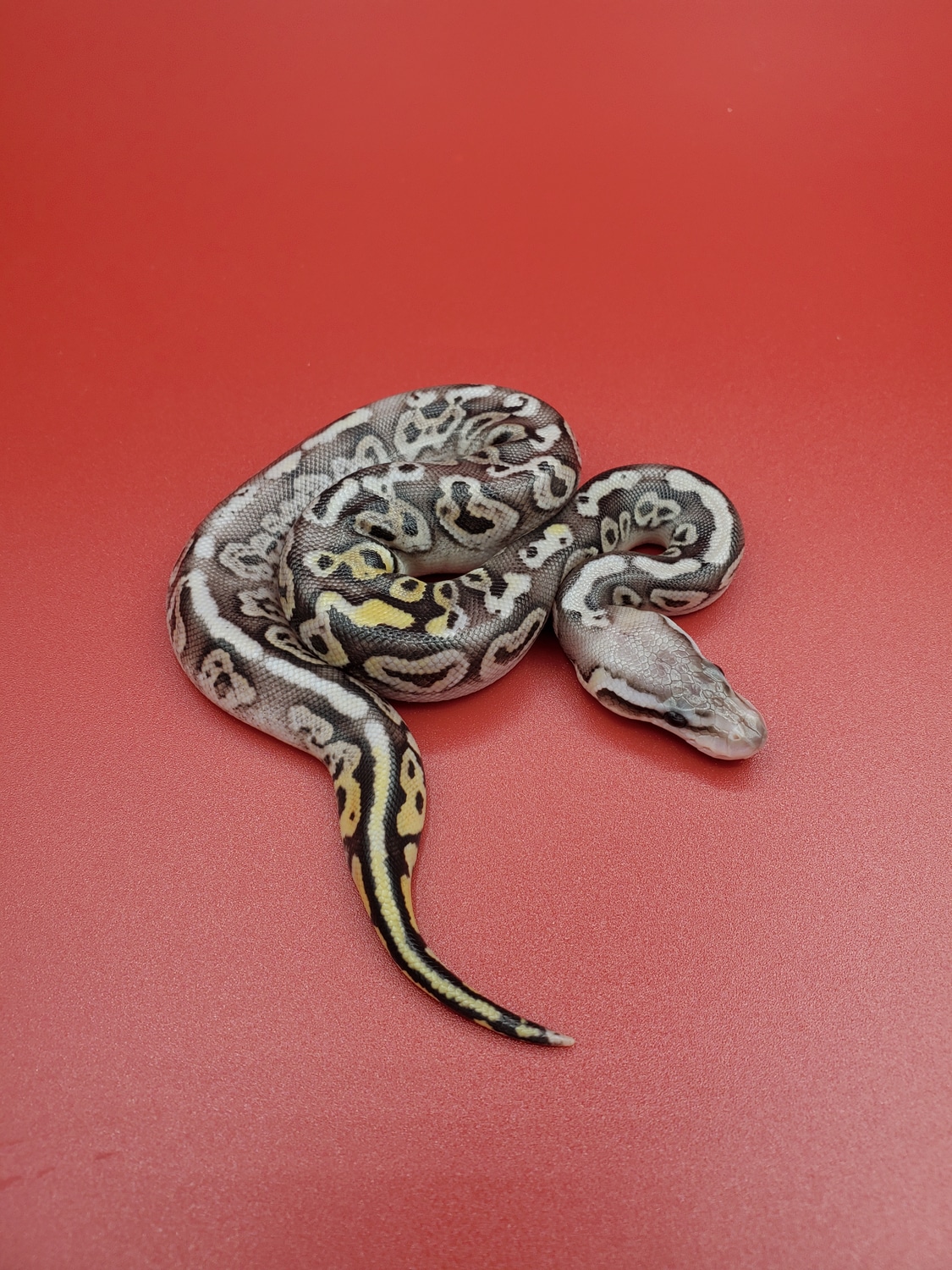 2014 Skittles Paradox Albino Piebald Pewter Chimera Ball Python by ...