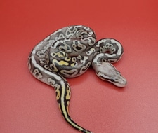 2014 Skittles Paradox Albino Piebald Pewter Chimera Ball Python by ...