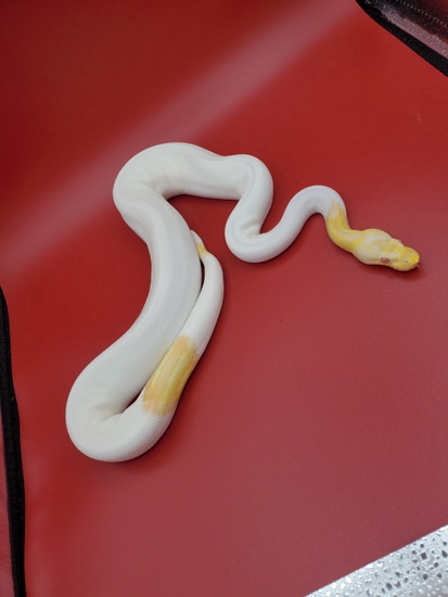 Skittles Line Black Pastel Pied Albino Ball Python by Reptile Collective