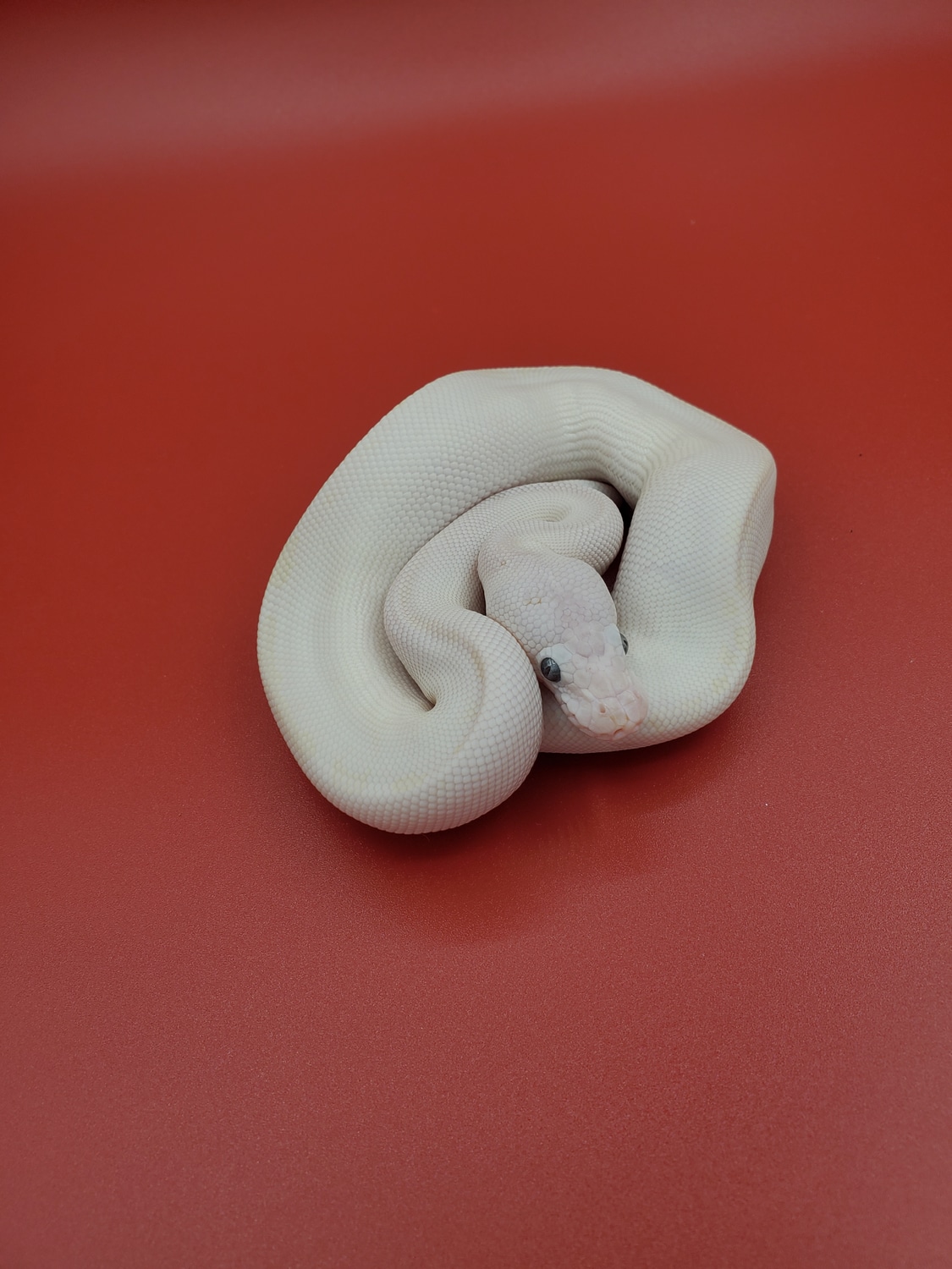 Super Mojave Poss Pastel/Blackhead Ball Python by Reptile Collective ...
