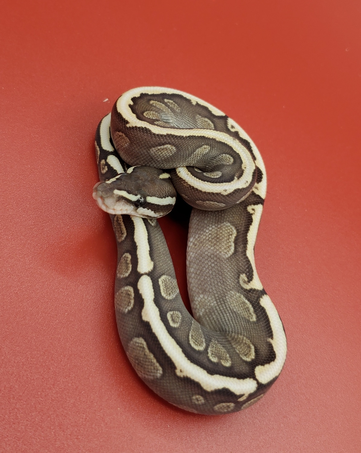 Spotnose Mojave GHI Vpi Axanthic Ball Python by Reptile Collective ...