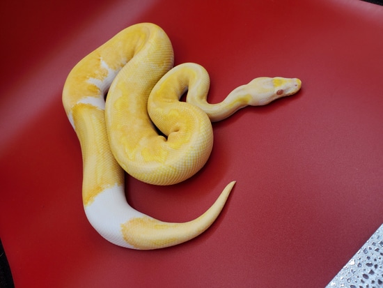 Skittles Line Pastel Albino Pied Ball Python by Reptile Collective