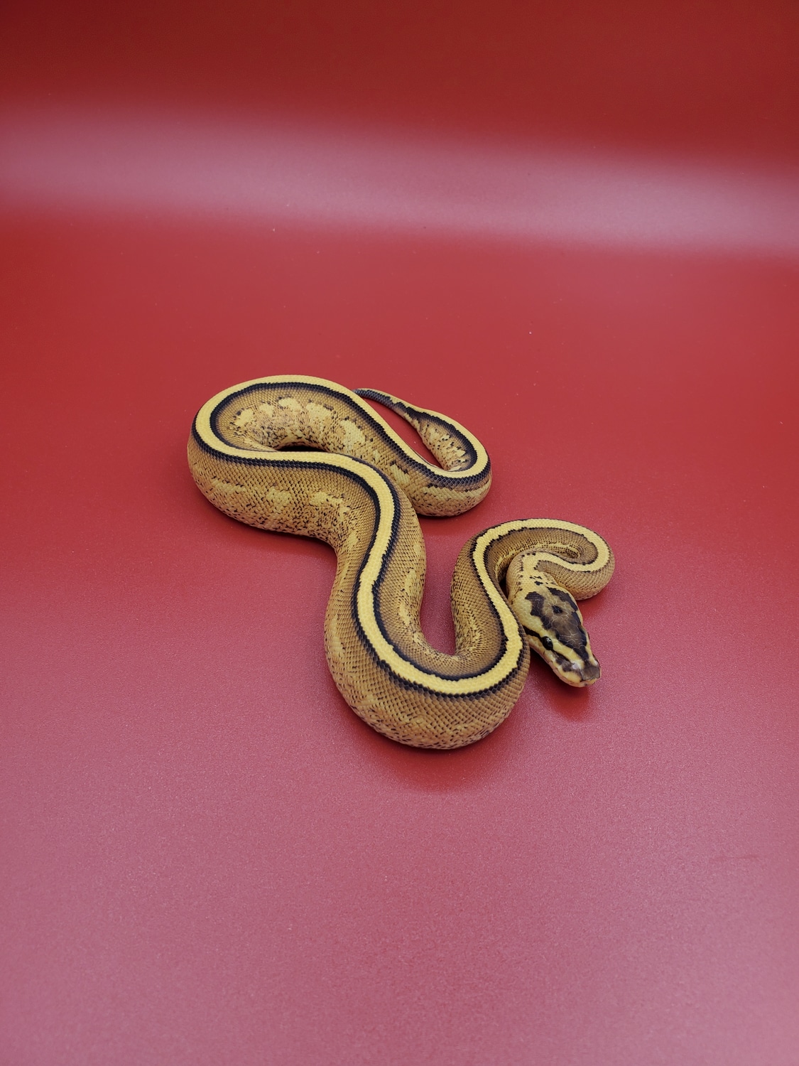 Super Stripe Ball Python by Reptile Collective - MorphMarket