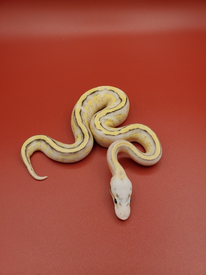 Super Pastel Super Stripe Ball Python by Reptile Collective