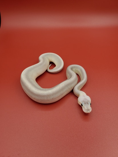 Silver Streak Pinstripe Ball Python by Reptile Collective