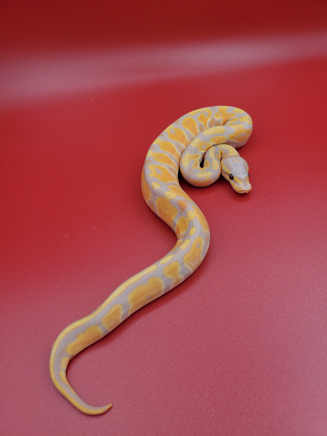 Banana Het Pied Ball Python by Reptile Collective - MorphMarket