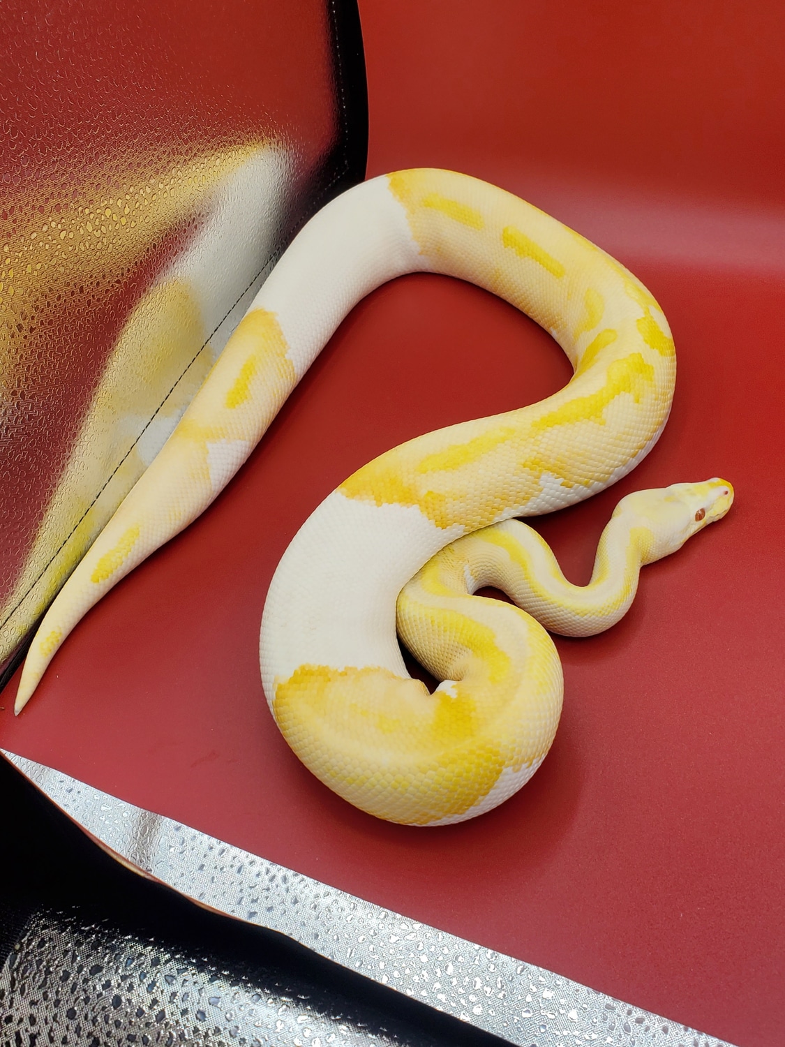 Pastel Albino Piebald Skittles Line And Worlds First Ball Python by ...