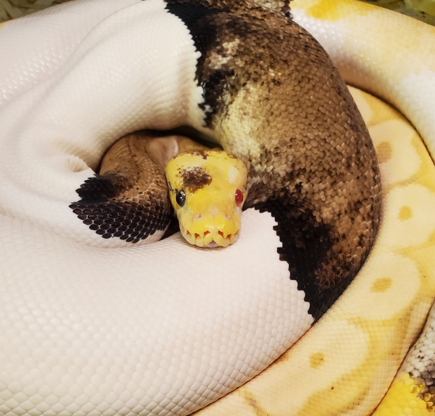 2014 Skittles Paradox Albino Piebald Pewter Chimera Ball Python by ...