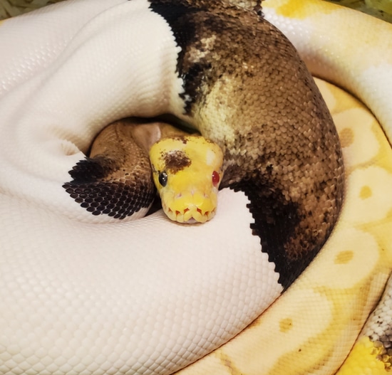 2014 Skittles Paradox Albino Piebald Pewter Chimera Ball Python by ...