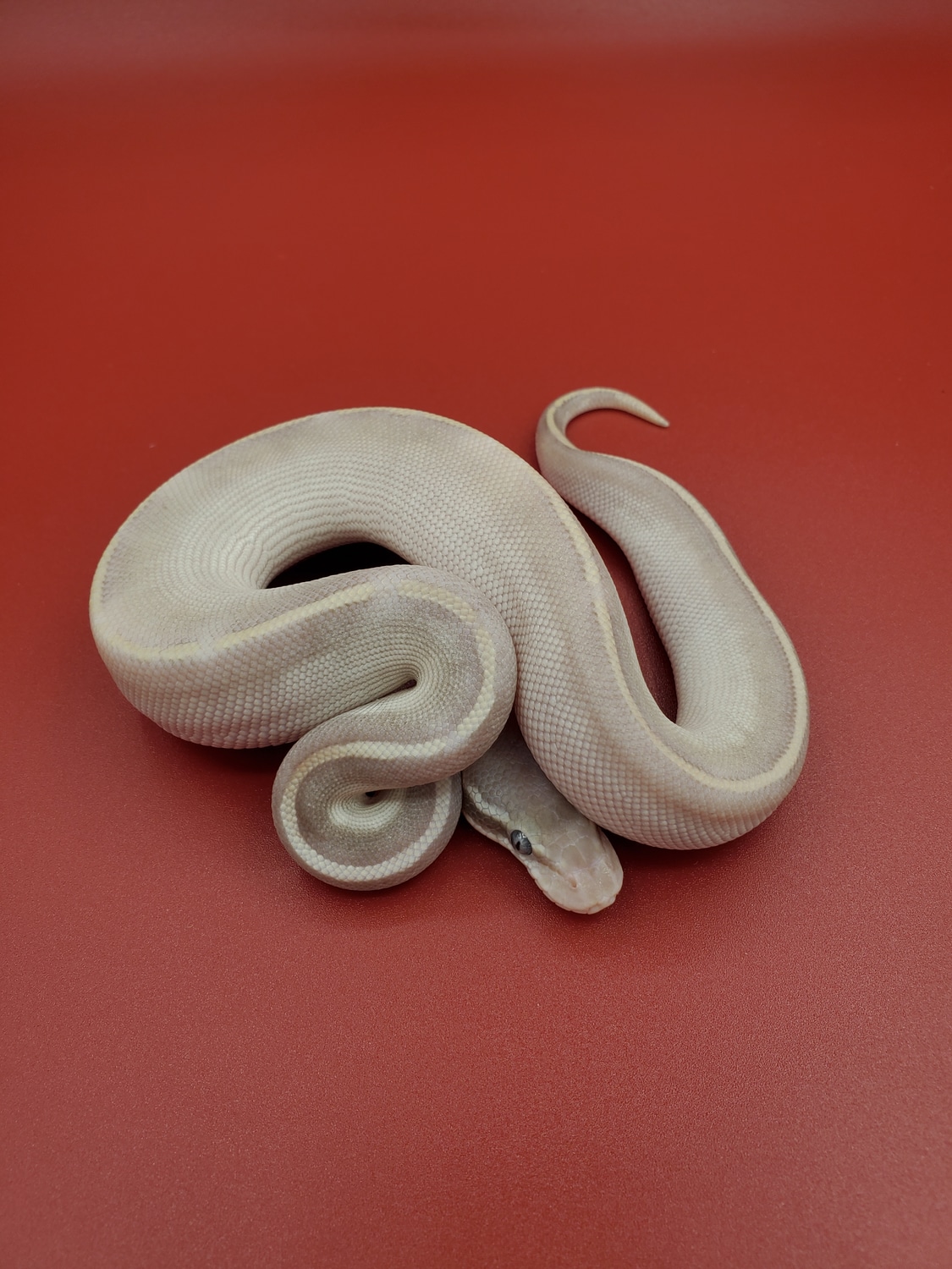 Pastel Mystic Potion Ball Python by Reptile Collective - MorphMarket