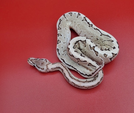 Paradox Butter Spotnose Clown Het VPI Axanthic Ball Python by Reptile ...