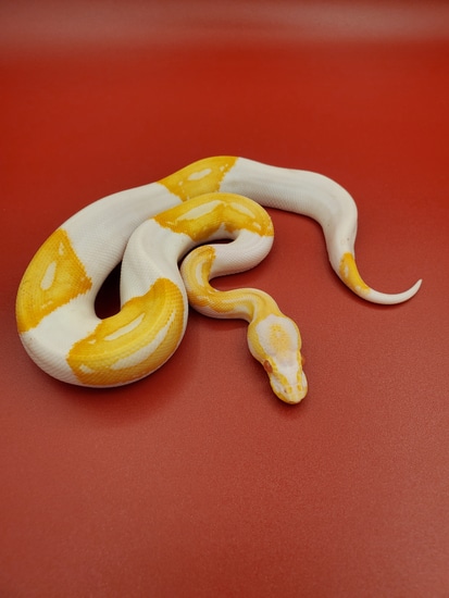 Skittles Line Pastel Albino Piebald Ball Python by Reptile Collective