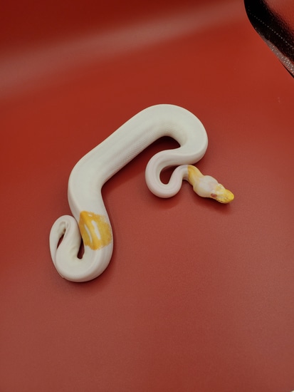 Skittles Line Black Pewter Albino Piebald Ball Python by Reptile Collective
