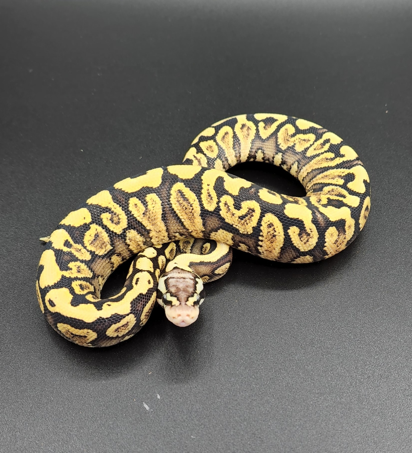 GHI Pastel Spotnose Pos Het VPI Axanthic Ball Python by Reptile ...