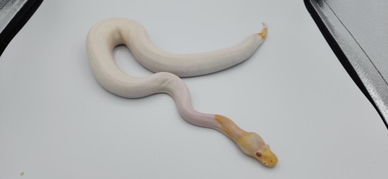 Skittles Line Pewter Albino Piebald Ball Python by Reptile Collective