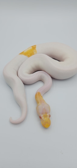 Skittles Line Pastel Albino Piebald Ball Python by Reptile Collective
