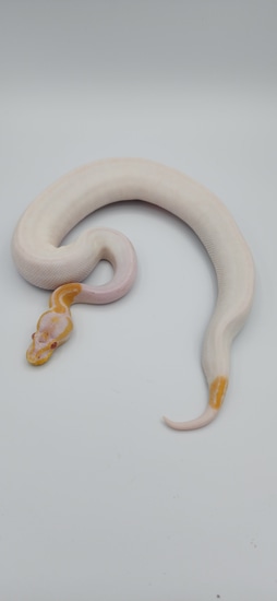 Black Pastel Albino Piebald Ball Python by Reptile Collective