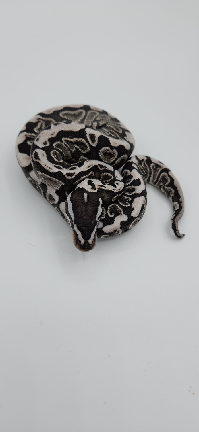 Ghi Spotnose Vpi Axanthic Ball Python by Reptile Collective - MorphMarket