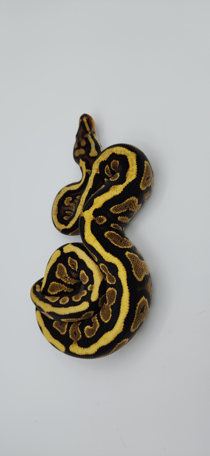 Chocolate Spotnose Black Pastel Yellow Belly Ball Python by Reptile ...