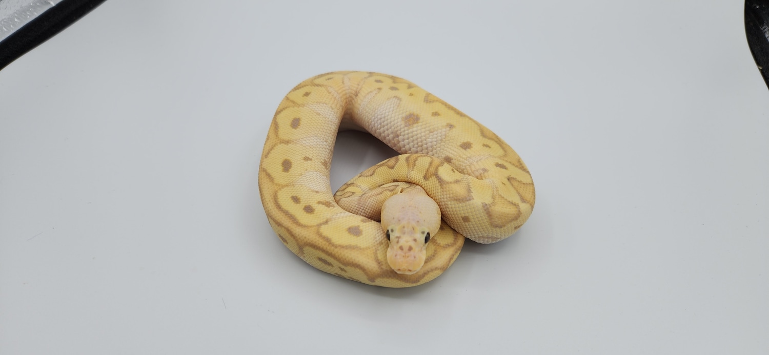 Banana Firefly Clown Ball Python by Reptile Collective - MorphMarket