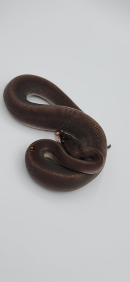 Spotnose Cinnamon Black Pastel Ball Python by Reptile Collective
