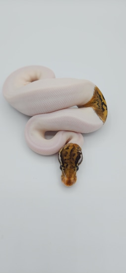 Special Pied Skittles Line Pos Het Albino Ball Python by Reptile Collective