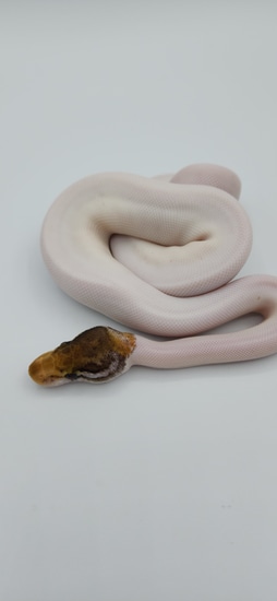 Special Pied Pos Het Albino Skittles Line Ball Python by Reptile Collective
