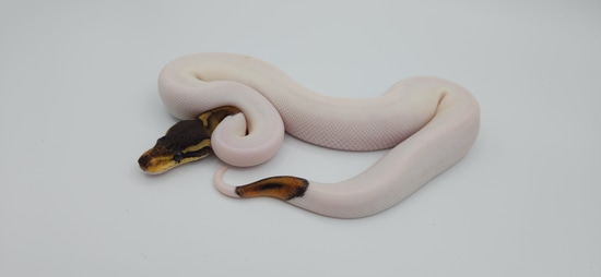 Skittles Line Black Pastel Piebald Pos Het Albino Ball Python by ...
