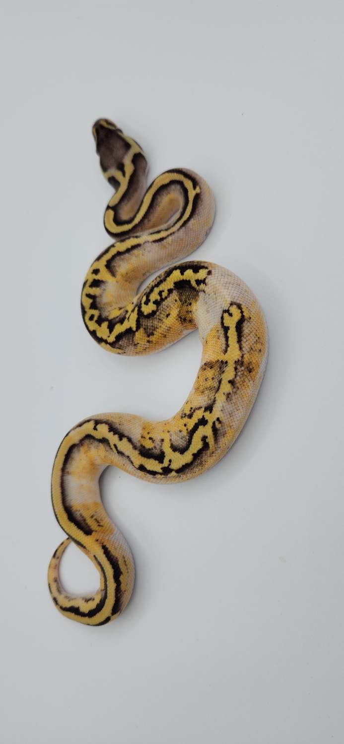 Skittles Line Pastel Pied Pos Het Albino Ball Python by Reptile ...