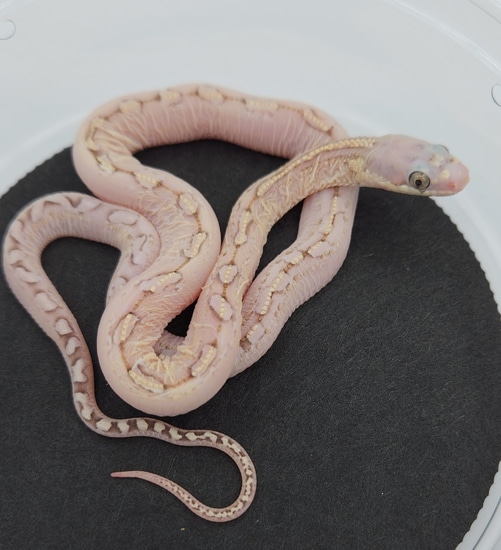 Whiteside Scaleless Possible Het Albino Other Rat Snake by Reptile ...